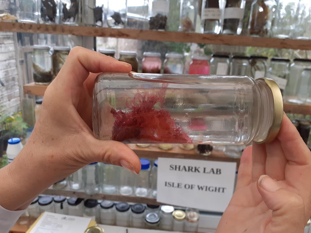 Shark Lab Isle of Wight – Blue Seas Protection